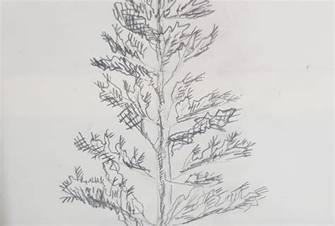 Trees Skillshare Babe Project Trees Skillshare Babe Project