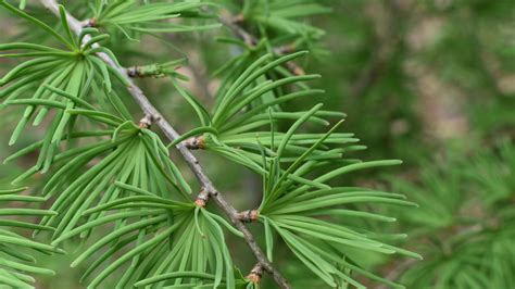 Larch Tree Leaves