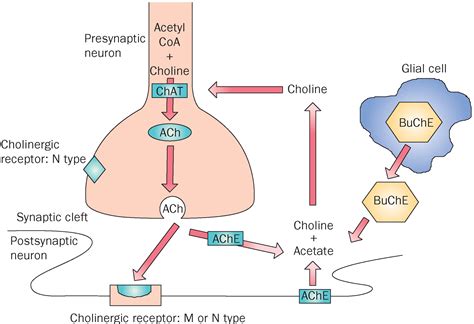 Treatment Of Alzheimers Disease Current Status And New Perspectives