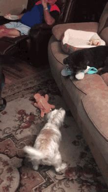 Playing Puppies S Tenor