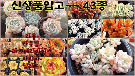 💗10월31일 대소다육 💗 신상품다량입고 43종 단풍이 잘든 예쁜 다육이들 보러오세요多肉植物succulent 다육이다육