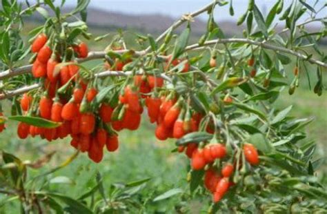 枸杞有哪些病害？主要是这三种，防治方法简单实用