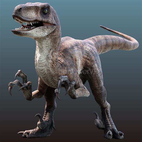 Pictures Of A Velociraptor