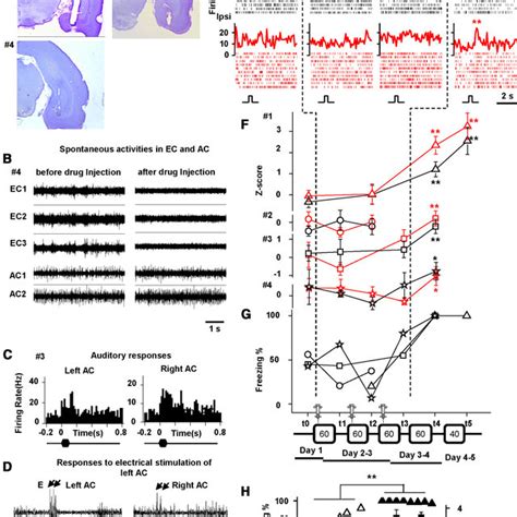Auditory Cortex Neuronal Responses To A Visual Stimulus After Pairing Download Scientific