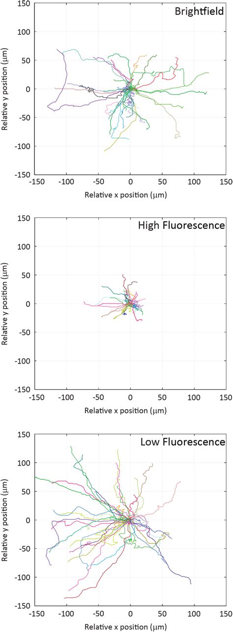 Rose Plots Of Cell Migration Tracks Cell Migration Tracks Are Shown Download Scientific
