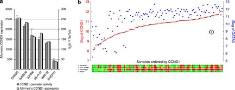 affymetrix microarray analysis suggests cyclin d1 transcriptional
