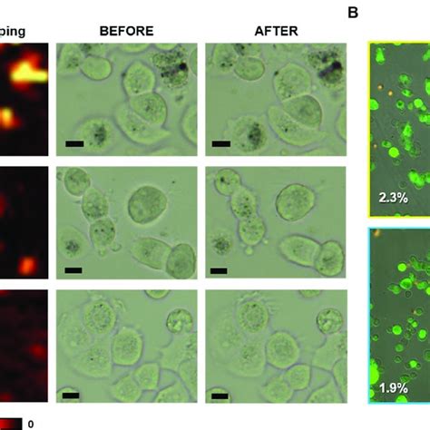 a sers maps of mcf7 cells labeled with different sers tag