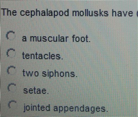 The Cephalopod Mollusks Have A Muscular Foot