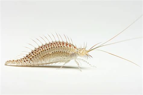 Springtail Images Free Download On Freepik