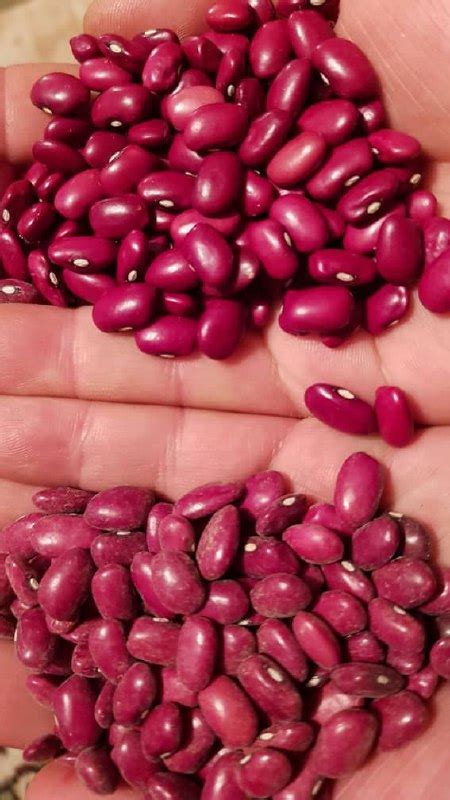 Фасоль импорт из Киргизии (бобы) — Agro-Uzbekistan