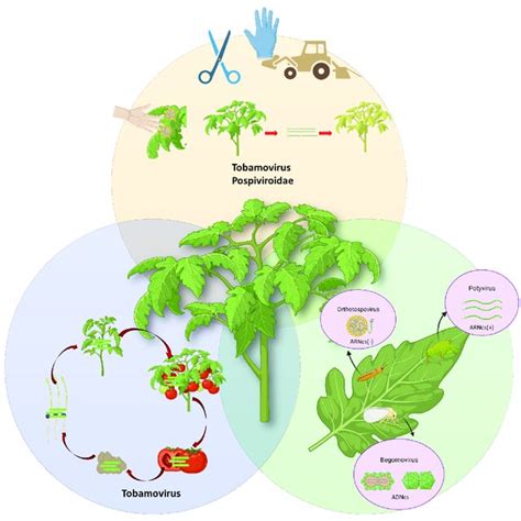 Main Forms Of Transmission Of Viruses And Viroids In Tomato A Download Scientific Diagram