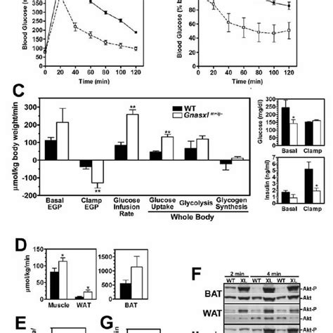 Expression Patterns Of Encoded Proteins From The Gnas Gnas Locus Download Scientific Diagram