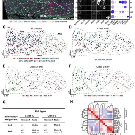 Spatial Organization Of Mouse Cell Types A A STARmap Coronal Section Download Scientific