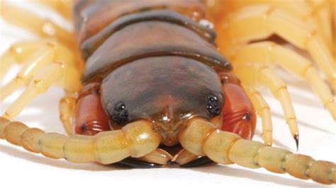 Centipede Head Tanzanian Blue Ringleg Or Red Headed Centipede