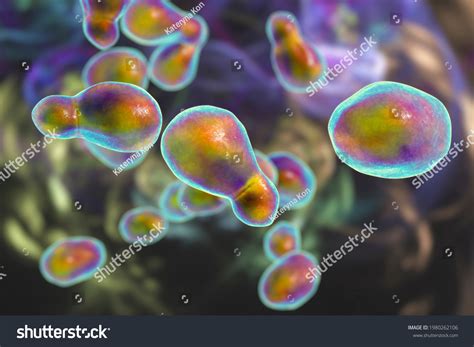 Pathogenic Yeast Fungus Cryptococcus Neoformans That Stock Illustration 1980262106 Shutterstock