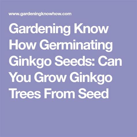 Ginkgo Seed Propagation Guide How To Plant Ginkgo Seeds Ginkgo Ginkgo Tree Seeds