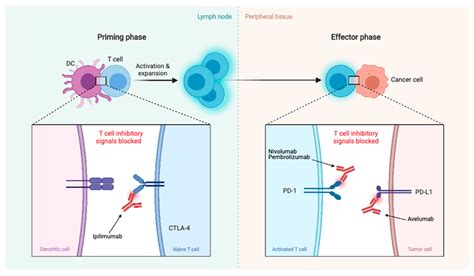 Of Immunotherapy Treatments Blockage Of CTLA 4 PD 1 And PD L1