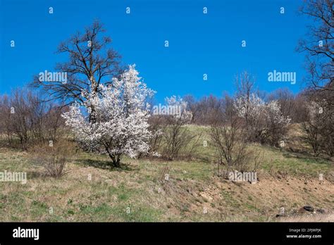 Spring Landscape Of Lyulin Mountain Sofia City Region Bulgaria Stock