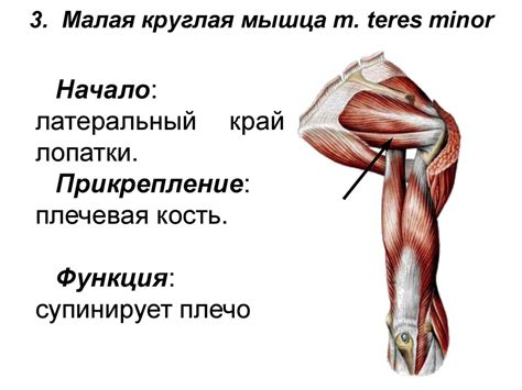Мышцы верхней конечности - online presentation