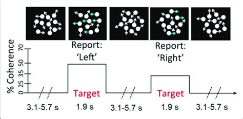 A Schematic Of The Continuous Rdm Task Participants Monitored A