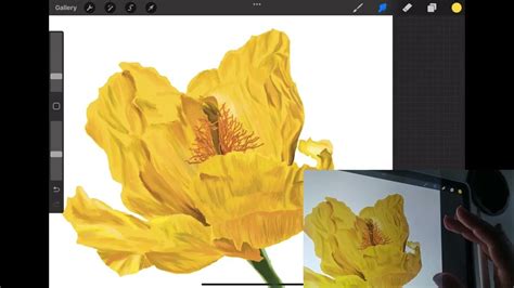 Horned Poppy Youtube