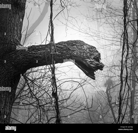 Scary Face Tree Hi Res Stock Photography And Images Alamy
