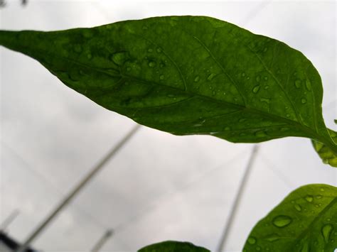 Leaf Dataset Object Detection Dataset By Pest Detection Project