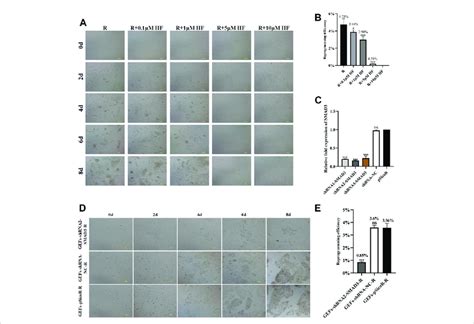smad3 downregulation impedes the reprogramming process of induced