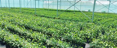 About Citrus Nursery Centre Institute Of Horticulture Technology