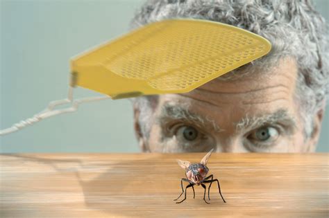 Рейтинг лучших средств от мух на 2025 год: народные, спреи и приманки с ...