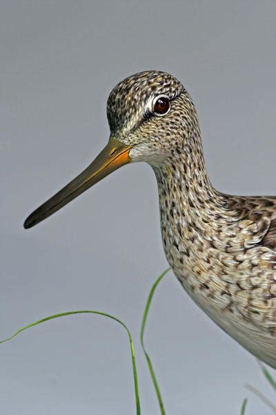 Wood Carving Patterns Wildfowl