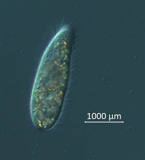 Mystery Solved Scientists Id Caribbean Sea Urchin Killer