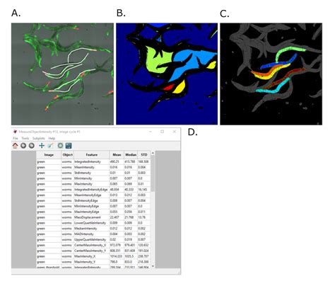 Worm Align And Wormcp Two Open Source Pipelines For Straightening And Quantification Of