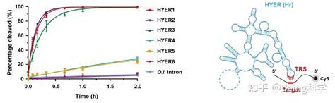 Science 无需蛋白质，清华大学课题组开发基于rna核酶的基因编辑新工具！ 知乎