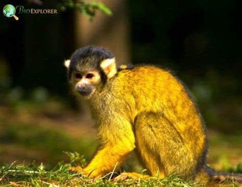 Yellow Monkeys