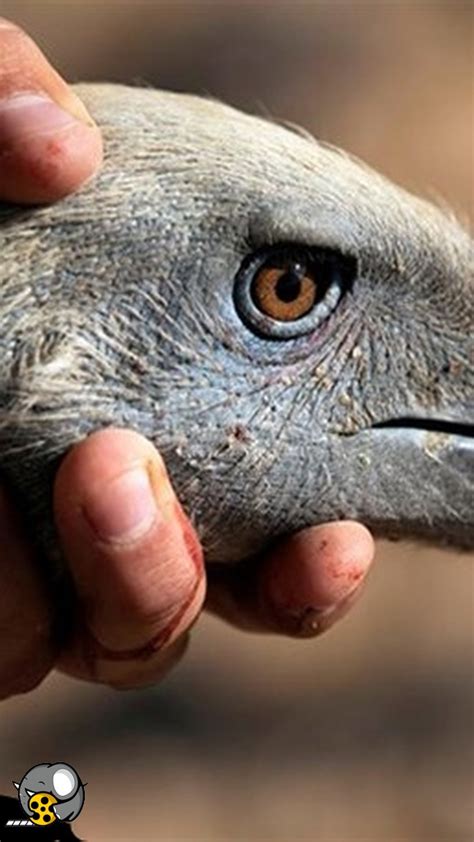 کرکس استخوان پای حیوان را بلعید فیلو