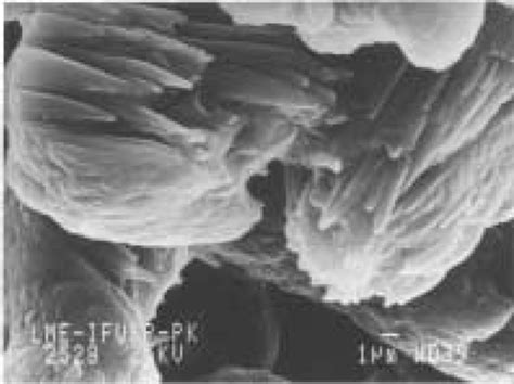 Sem Image Stalactites Formation Download Scientific Diagram