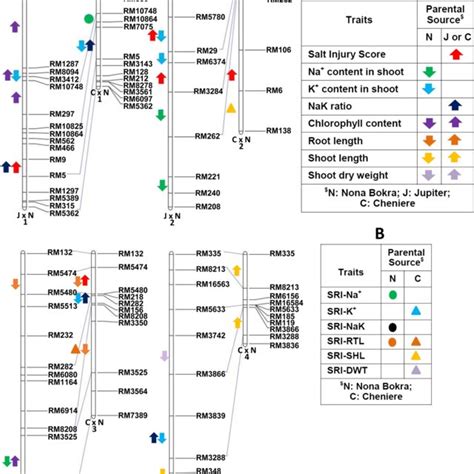 Comparative Map Positions Of Qtls For Traits Related To Seedling Stage