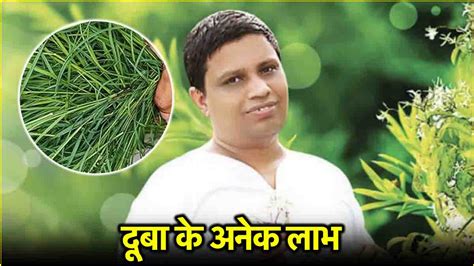 Acharya Balkrishna Health Tips जिस घास को समझते हैं बेकार उसके होते हैं ये 3 जबरदस्त फायदे