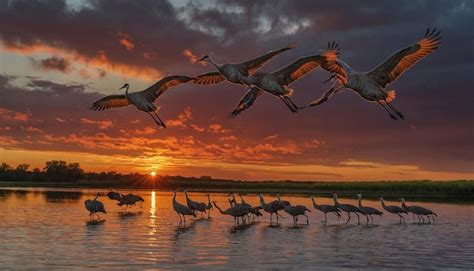 Moment A Flock Of Migrating Sandhill Cranes Takes Flight Against A