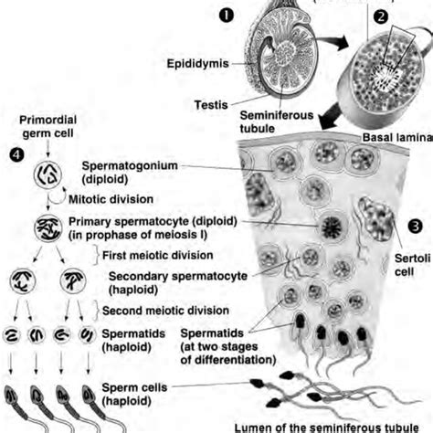 Spermatogenesis Steps
