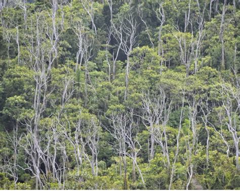 Conservation And Restoration Of Tubi Forest In The Solomon Islands