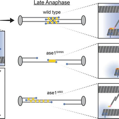 Model Ase1 Domain Interactions Promote Modular Anaphase Function