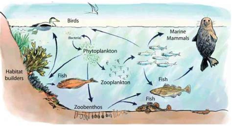 Baltic Sea Pelagic Food Web