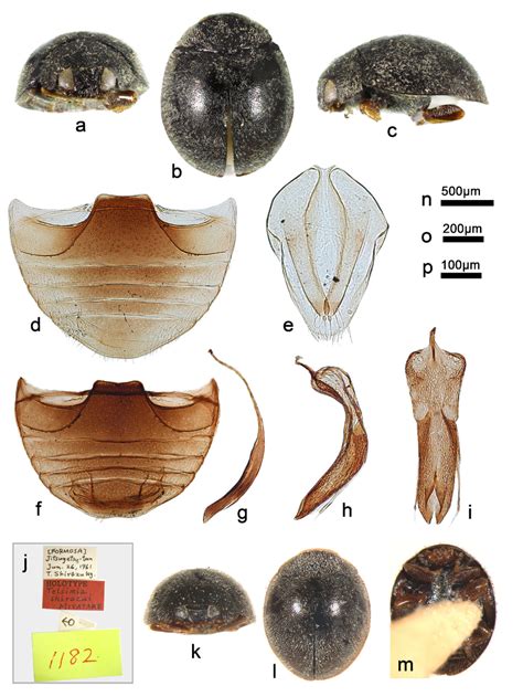 Telsimia Shirozui Miyatake A C Adult Frontal Dorsal And Lateral Download Scientific