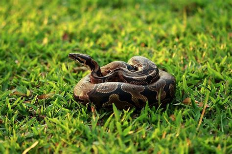 Full Grown African Rock Python Full Grown African Rock Python