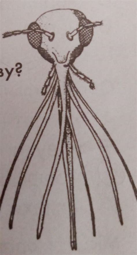 1 У якою з наведених тварин ротовий апарат мое подiбну будову А У махаона Б в Г W у мухи