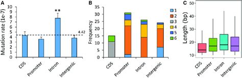 Microsatellite Mutation And Genomic Location A Microsatellite