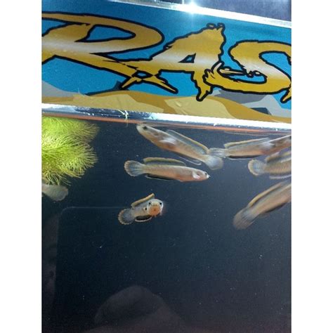 Jual Limbata Lawu Cb Full Pelet Rim Tebal Shopee Indonesia