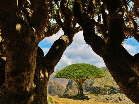 Socotra Island The Lost Island Adventure In Pristine Nature Spazi